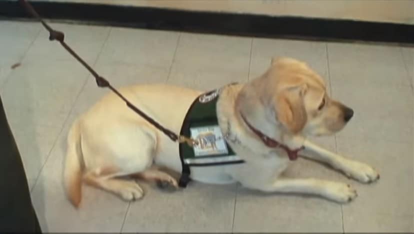 Service dog recognizes female inmate who trained him