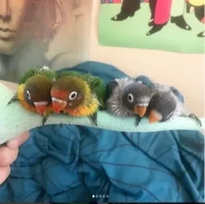 Kiwi and his goth girlfriend just had 4 babies and the internet is in love