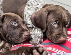 You can adopt pups that failed government training for being ‘Too Nice’