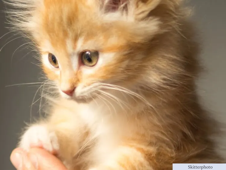 Here Are The 9 Signs Your Cat Actually Loves You