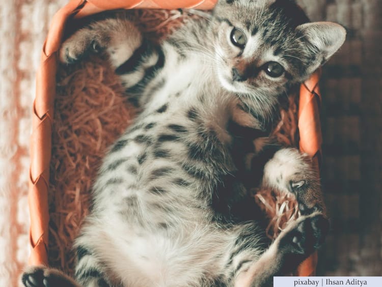 Here Are The 9 Signs Your Cat Actually Loves You