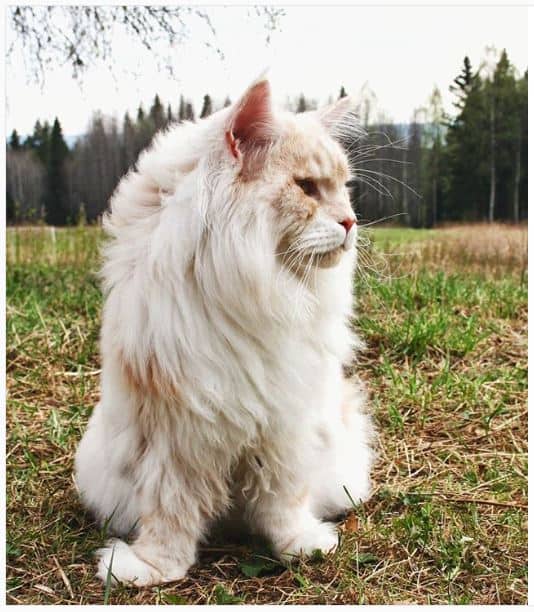 Meet Lotus: the majestic Maine coon cat who is a gigantic ball of love