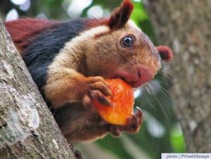 Big multi-colored squirrels are so beautiful it's hard to believe they ...