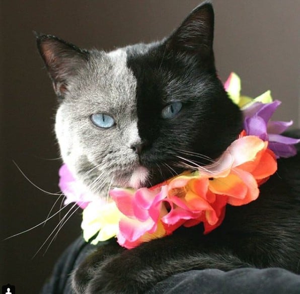 Rare kitten born with rare 'Two-Face' has grown up into a strikingly ...