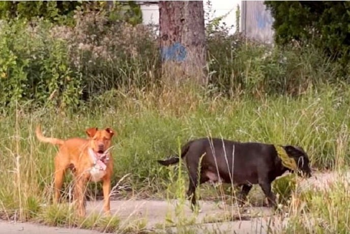 Homeless dog carries food bowl everywhere he goes