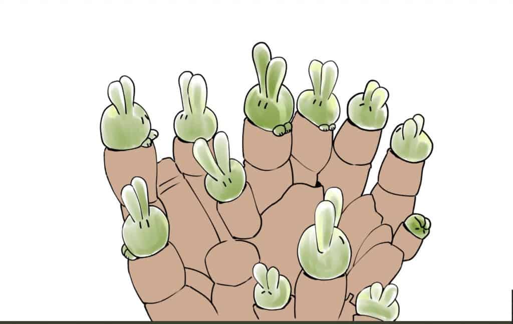 Tiny succulents grow as adorable rabbit-shaped plants in Japan