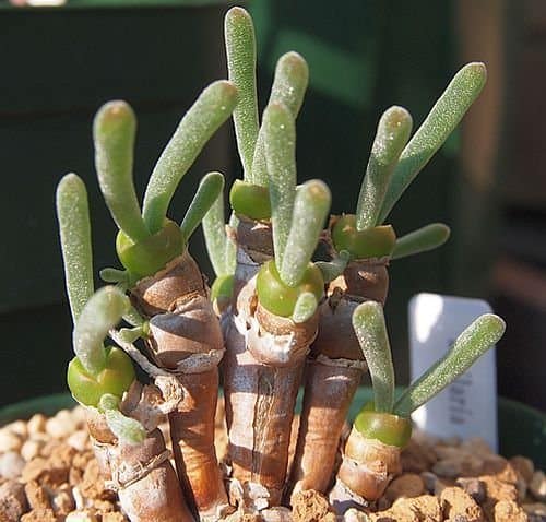 Tiny succulents grow as adorable rabbit-shaped plants in Japan