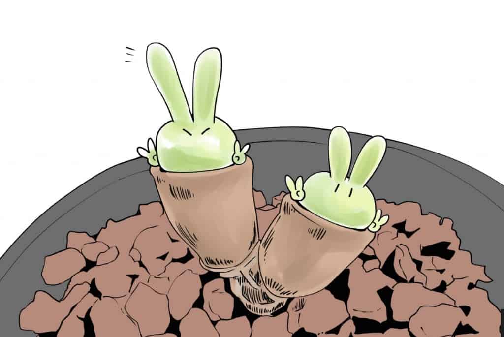 Tiny succulents grow as adorable rabbit-shaped plants in Japan