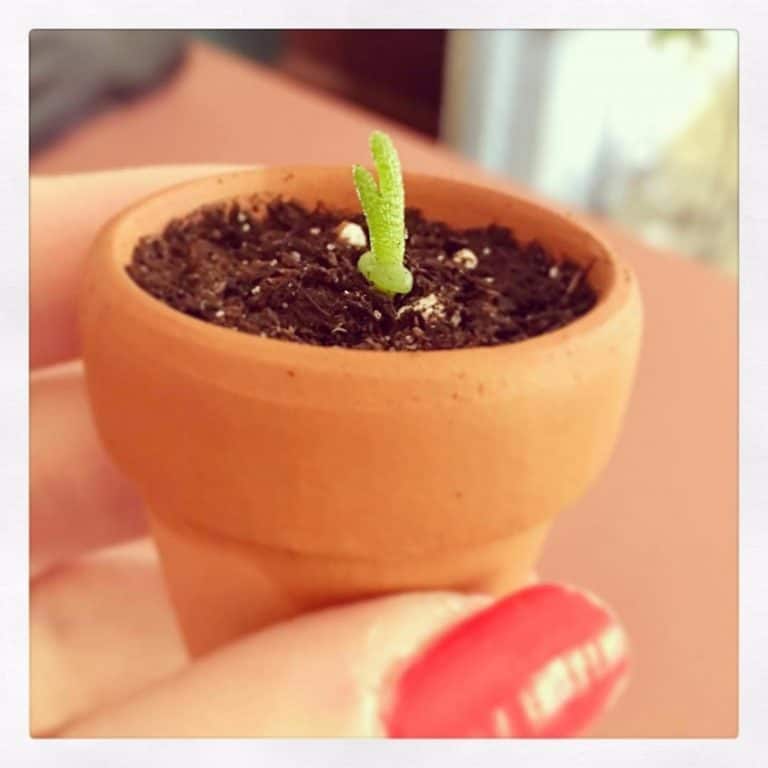 Tiny succulents grow as adorable rabbit-shaped plants in Japan