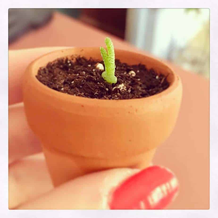 Tiny succulents grow as adorable rabbit-shaped plants in Japan