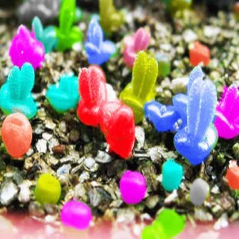 Tiny succulents grow as adorable rabbit-shaped plants in Japan