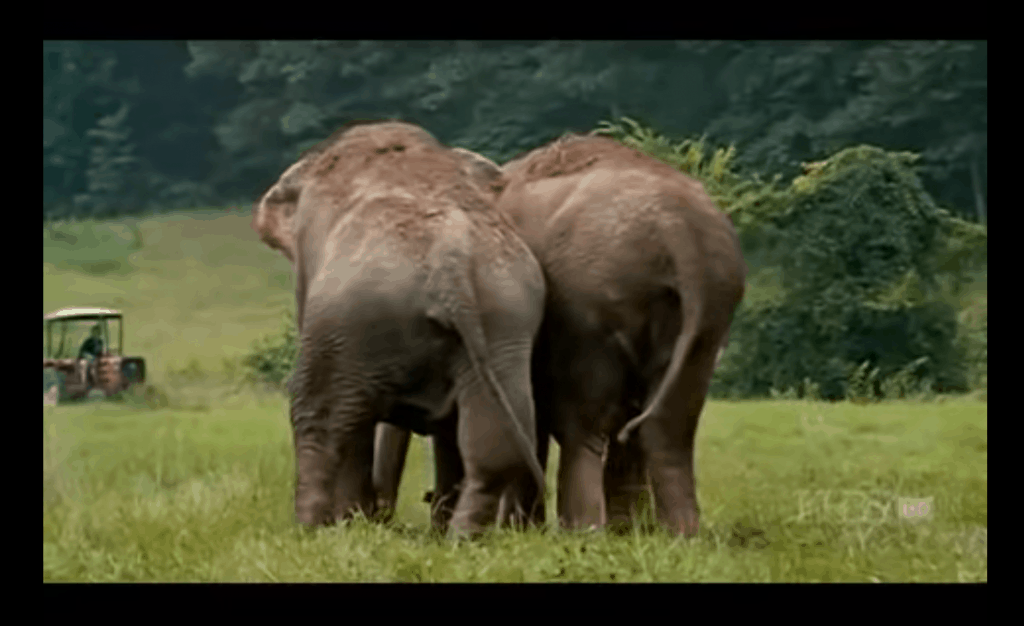 Two circus elephants reunited after 22 years of separation - camera ...