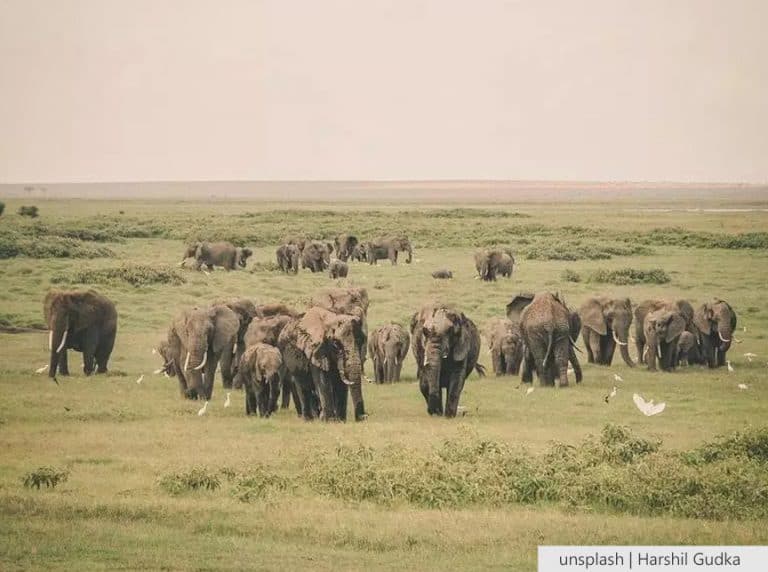 Two circus elephants reunited after 22 years of separation - camera ...