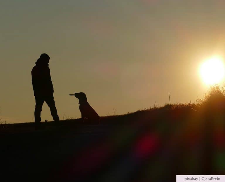 Why does your dog follow you around everywhere? Experts explain
