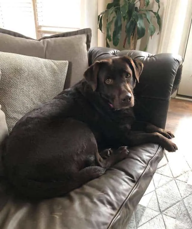 Man finds dog's owner after standing on the street with a sign