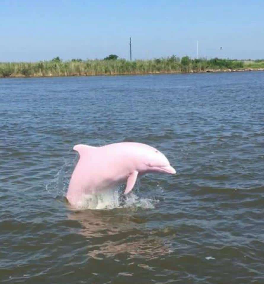 Extremely rare pink dolphin swimming in the Louisiana river spotted by ...