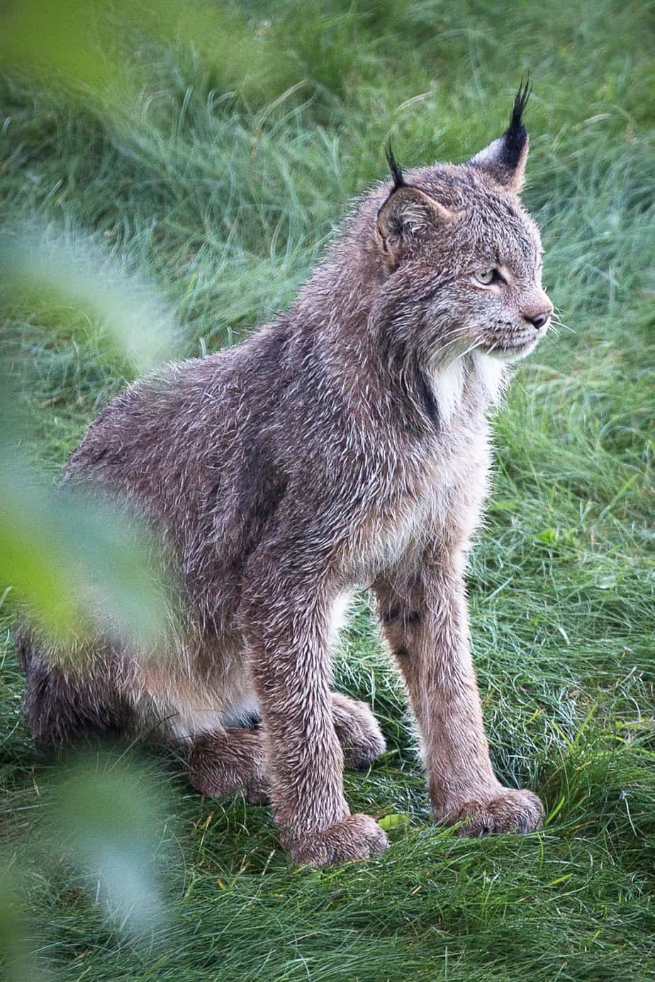 Man surprised to find an entire family of lynx playing on his porch
