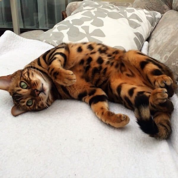This striped and spotted Bengal cat’s fur is mesmerizing the internet