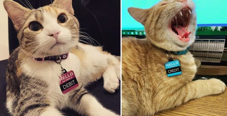 Company adopts 2 office kittens named Debit and Credit to boost ...