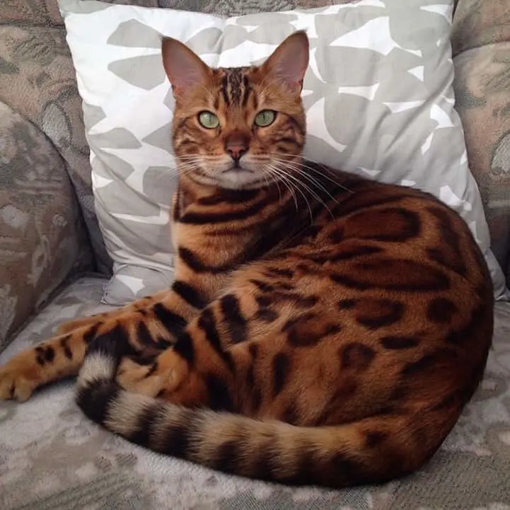 This striped and spotted Bengal cat’s fur is mesmerizing the internet