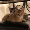 Company adopts 2 office kittens named Debit and Credit to boost ...