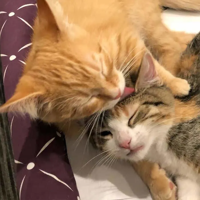 Company adopts 2 office kittens named Debit and Credit to boost ...