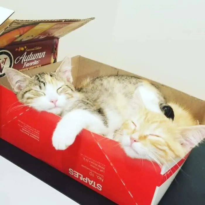 Company adopts 2 office kittens named Debit and Credit to boost ...