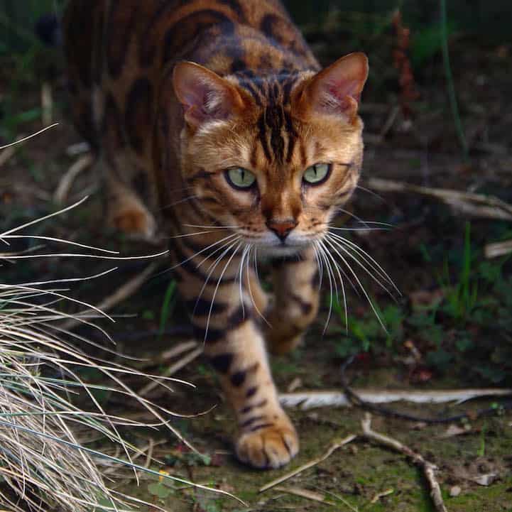 This striped and spotted Bengal cat’s fur is mesmerizing the internet