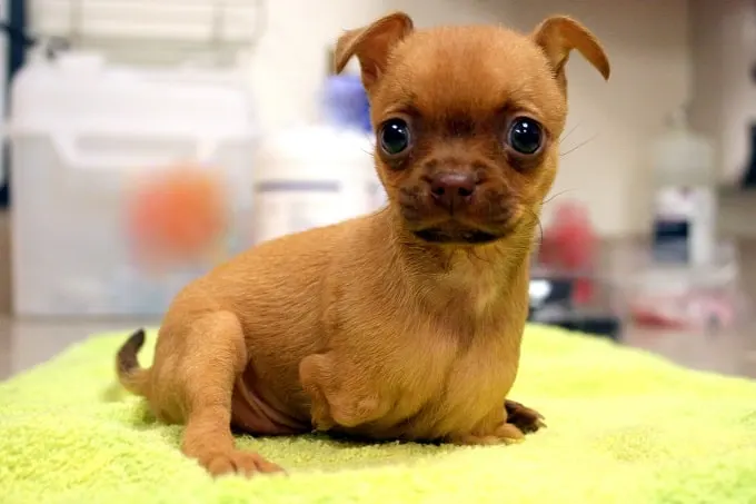 Dog born without front legs finds forever home