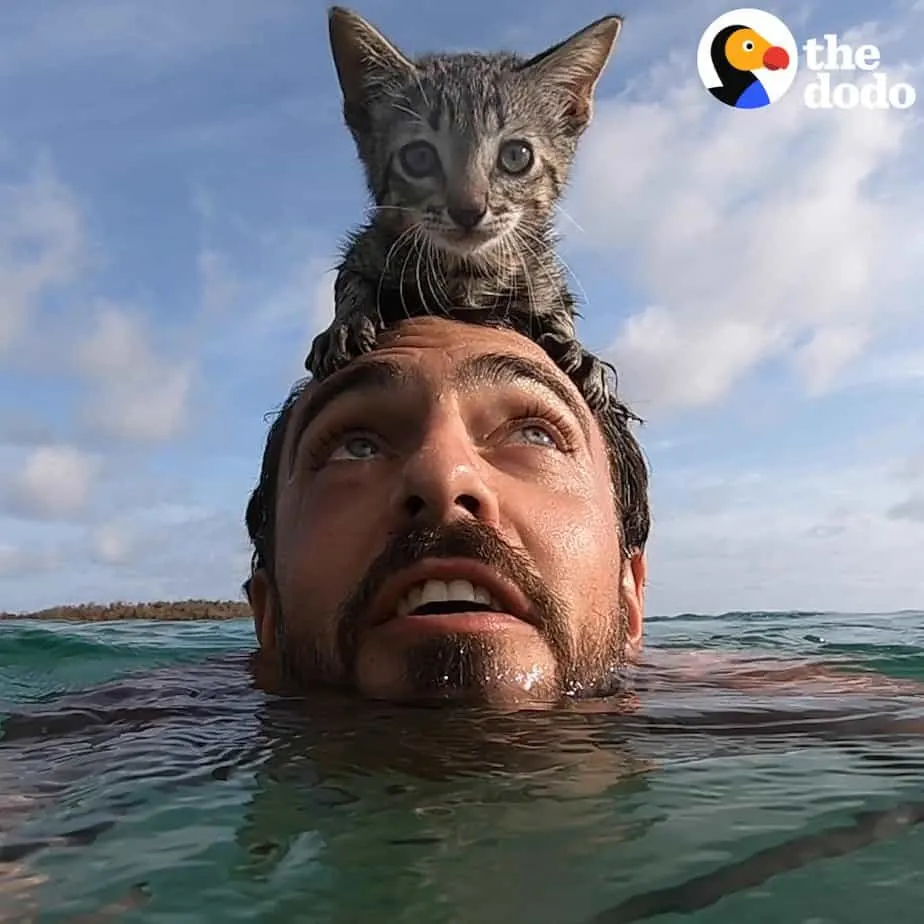 Cat owner shares adorable video of his kitten following him into the ...