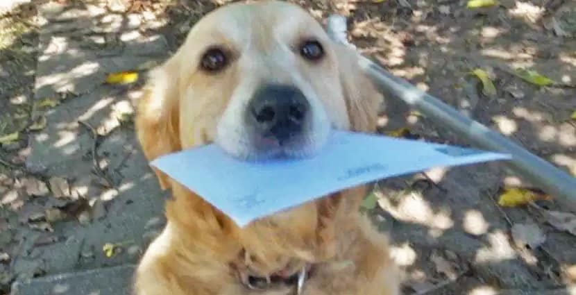 This dog loves getting mail so much that postman writes her letters ...