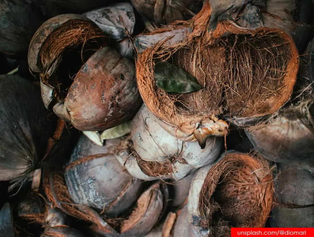 Termite resistant wood made from coconut husks can save millions of trees