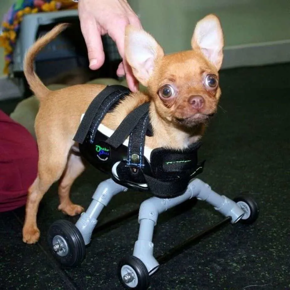 Dog born without front legs finds forever home