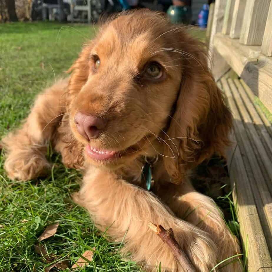 Meet Winnie, the Cocker Spaniel with gorgeous eyes who looks like a ...