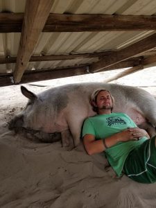 Animal farm sanctuary is looking for new 'piggy cuddler' volunteers to ...