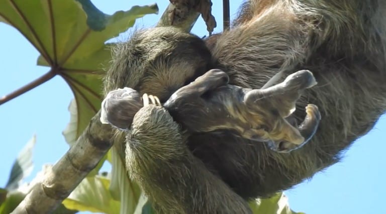 A rare video captured the heart-stopping moment a sloth gave birth in a ...