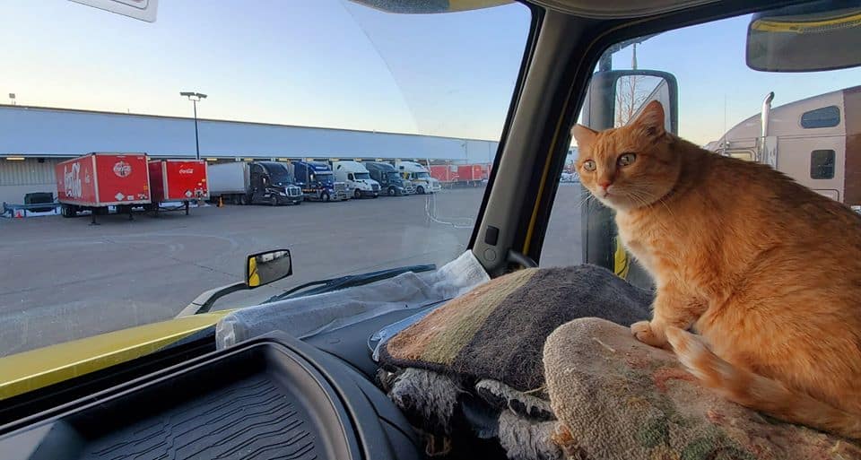 Lonely truck driver adopts abandoned stray cat — and now he's his ...
