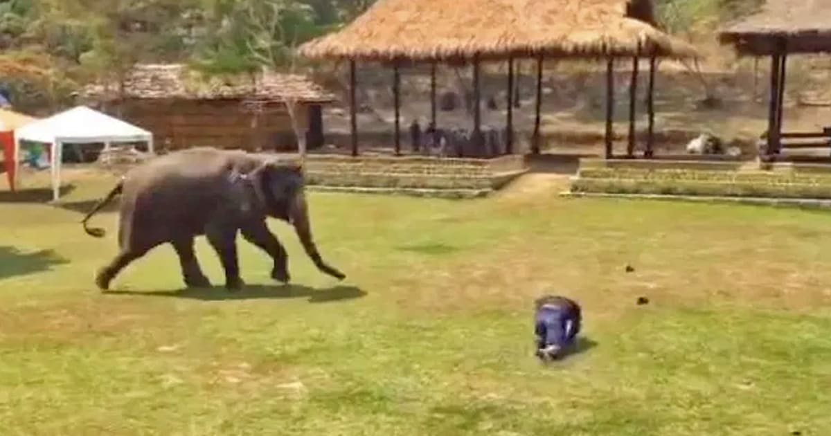 Elephant comes to the rescue of her caretaker
