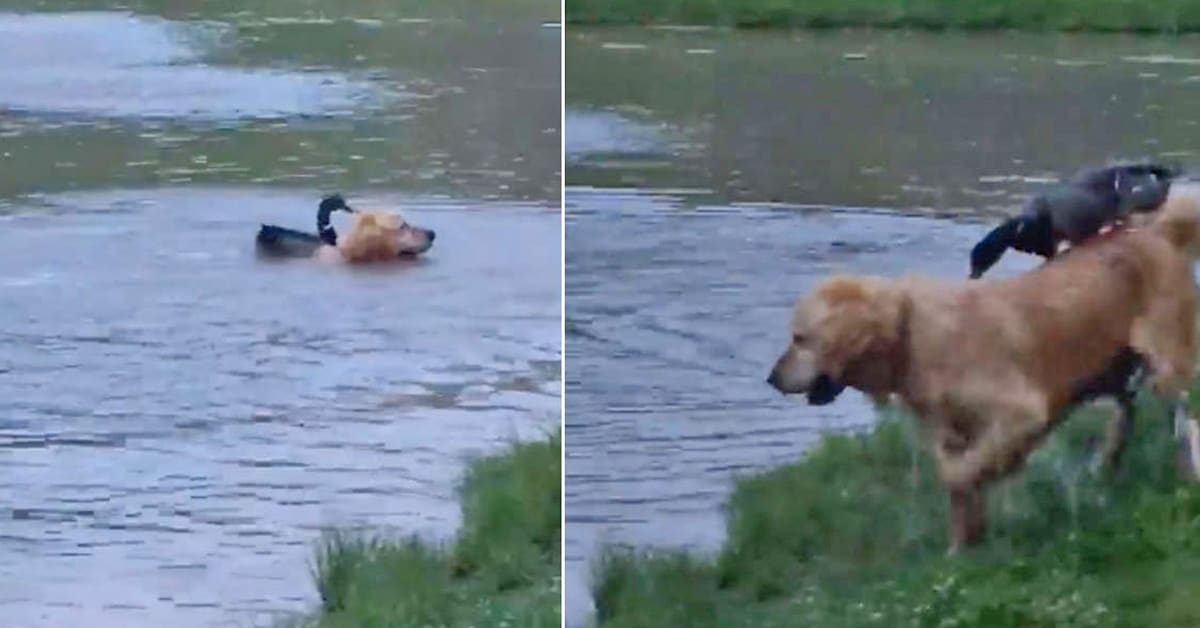 This amazing friendship between a wild duck and a dog has been lifting ...