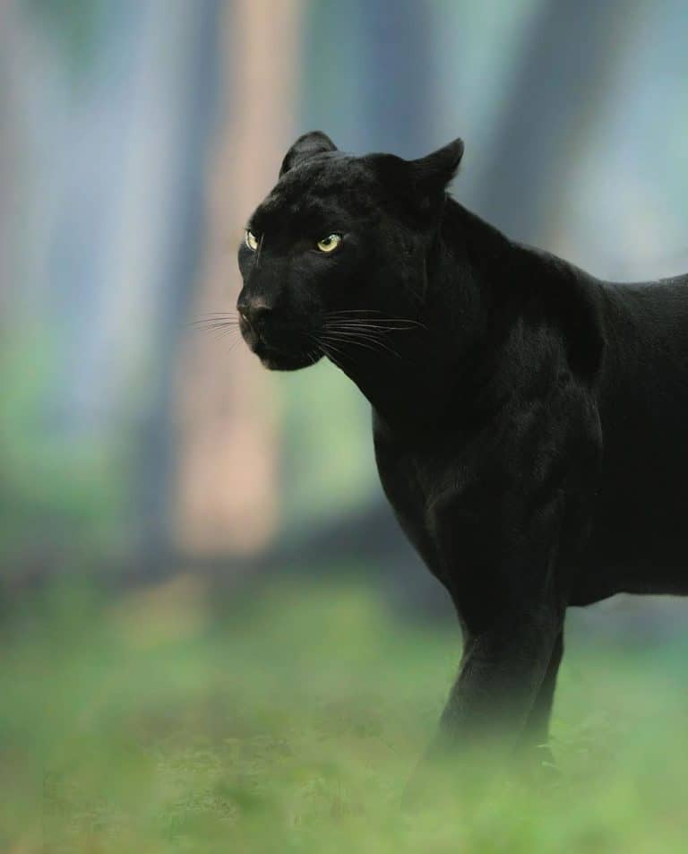 Photog captures incredible images of rare black panther roaming in the ...