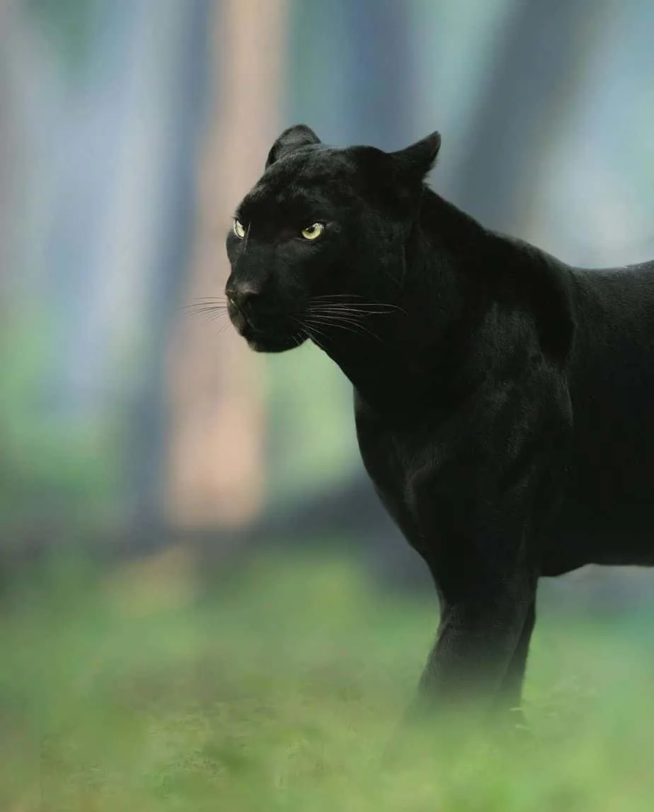 Photog captures incredible images of rare black panther roaming in the ...