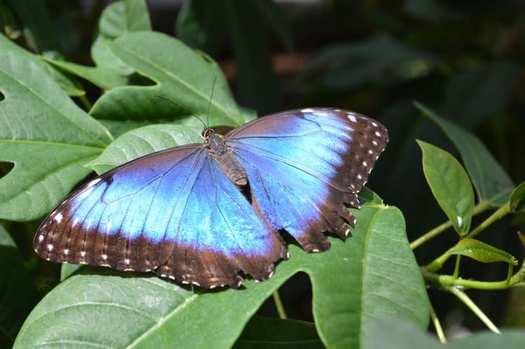 Photographer captures fairy-tale sight of iridescent blue butterflies ...