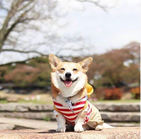 This adorable Corgi from Japan is famous for his adorable and emoji ...