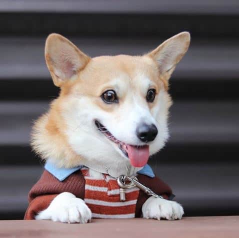 This adorable Corgi from Japan is famous for his adorable and emoji ...