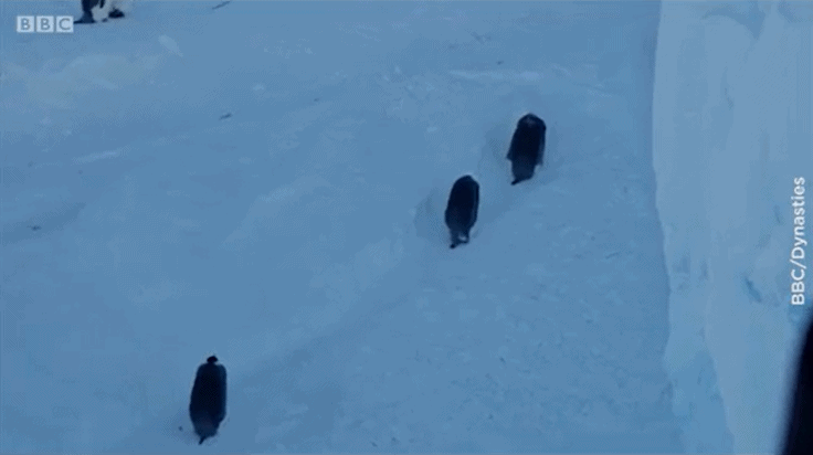 BBC film crew breaks ‘no interference’ rule and explains why they ...