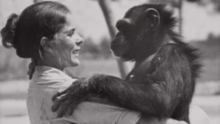 Woman Has Emotional Reunion with Chimpanzees She Rescued