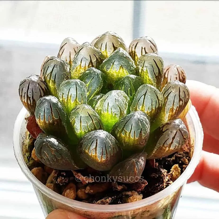 This unique succulent has transparent leaves that look like a bunch of ...