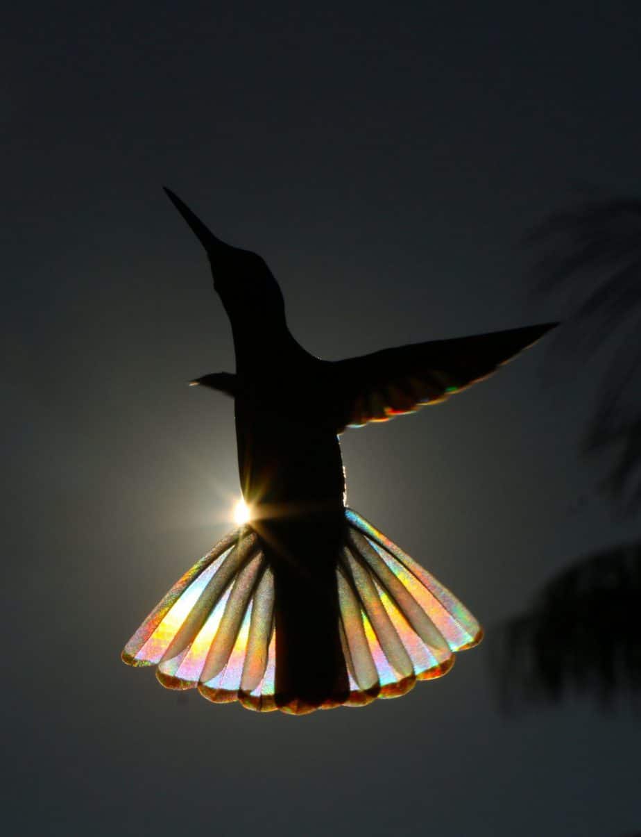 Man captures natural phenomenon of hummingbird wings transforming into ...