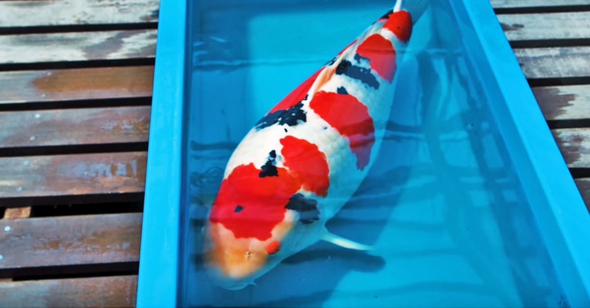 Here’s how Japan’s king of carp breeds his million-dollar koi fish