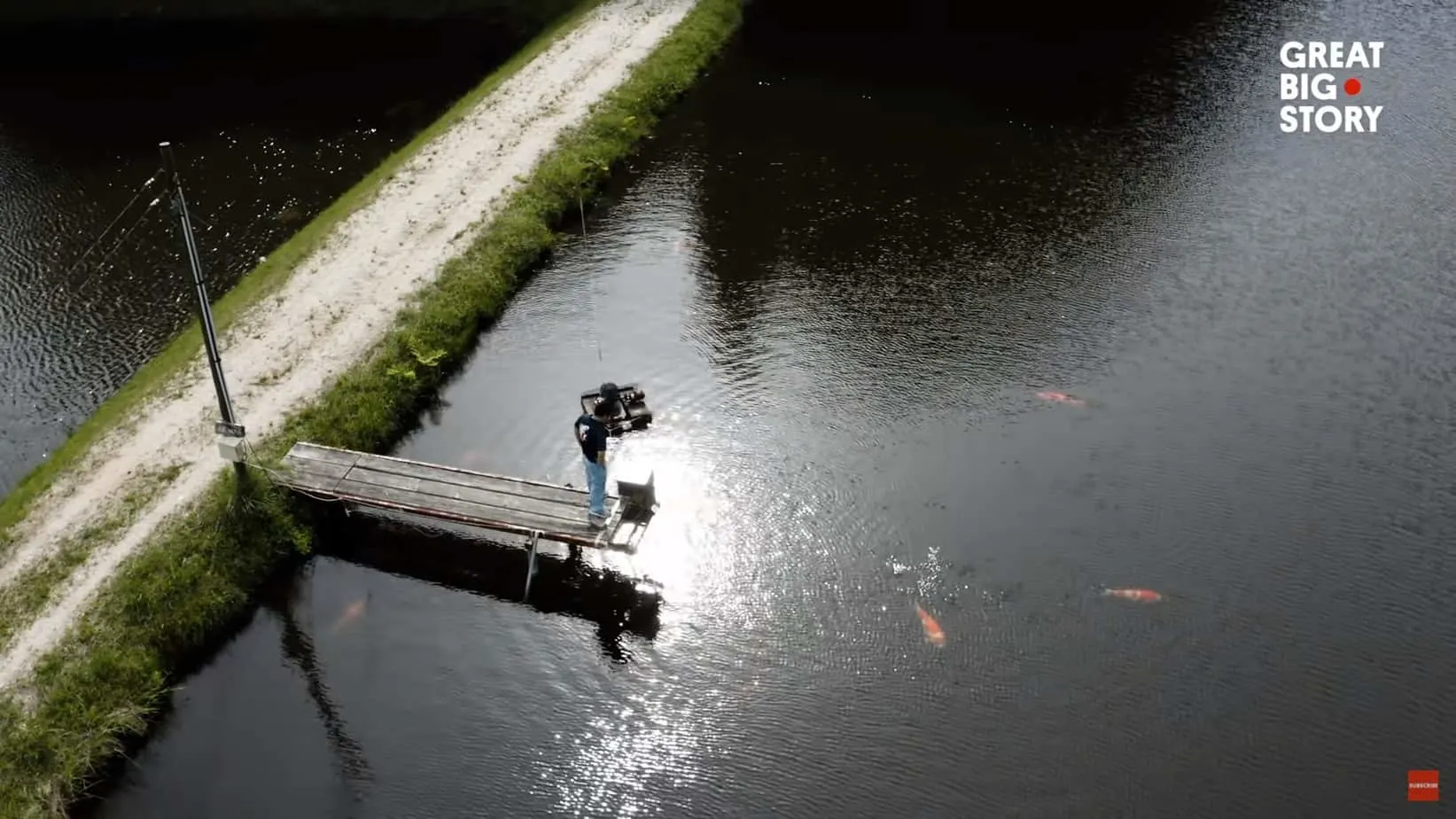 Here’s how Japan’s king of carp breeds his million-dollar koi fish